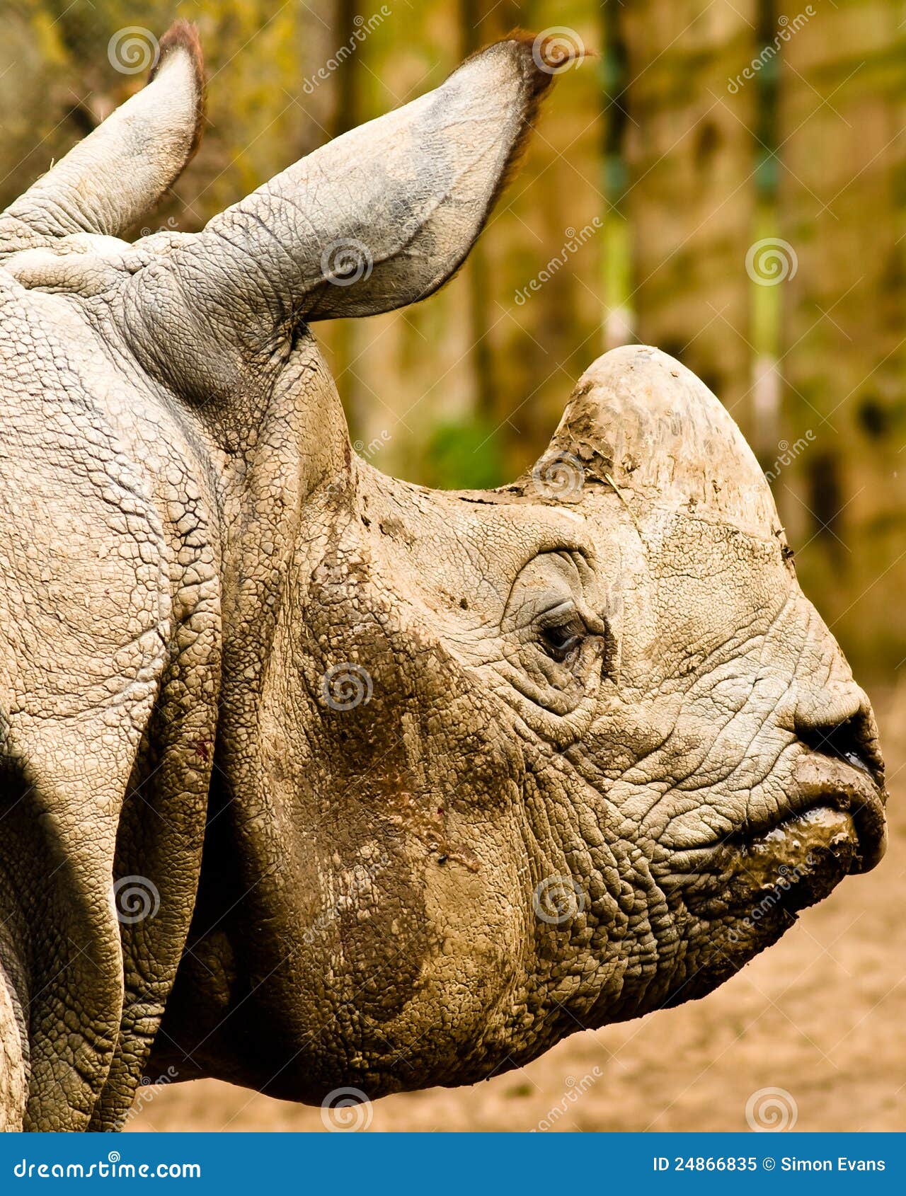 Rhino head stock image. Image of grumpy, ivory, africa - 24866835