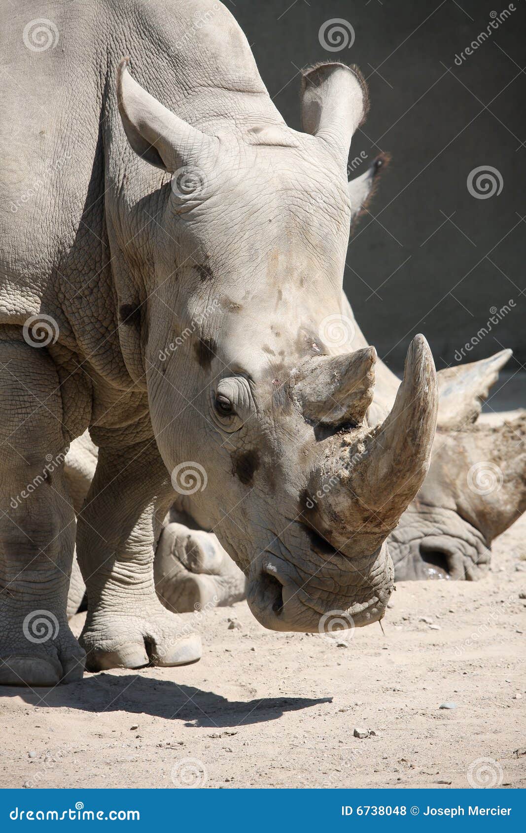 Rhino Head stock photo. Image of safari, fierce, nature - 6738048