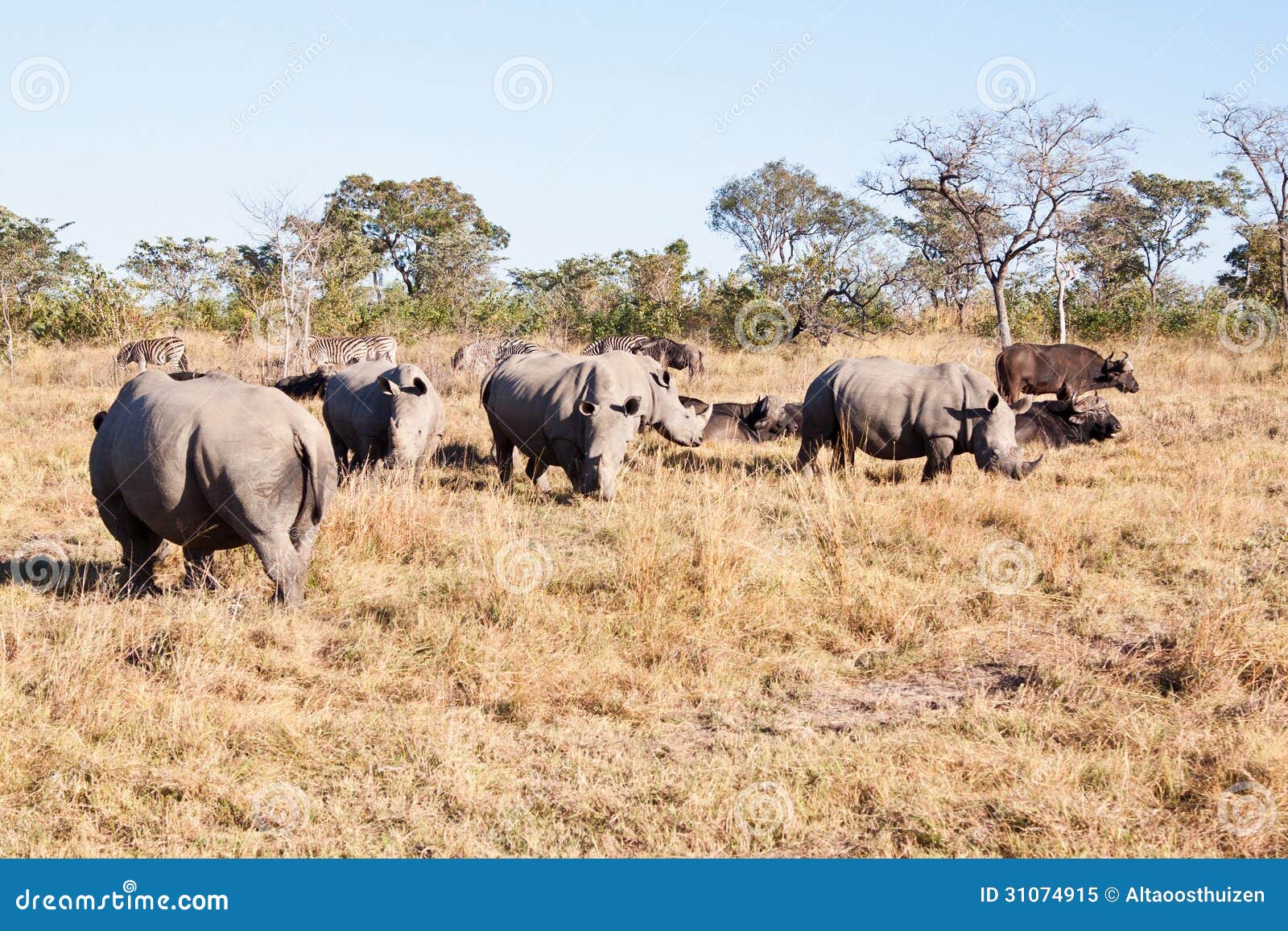 Rhino Herd Standing on Grass Plain Stock Image - Image of ecology ...