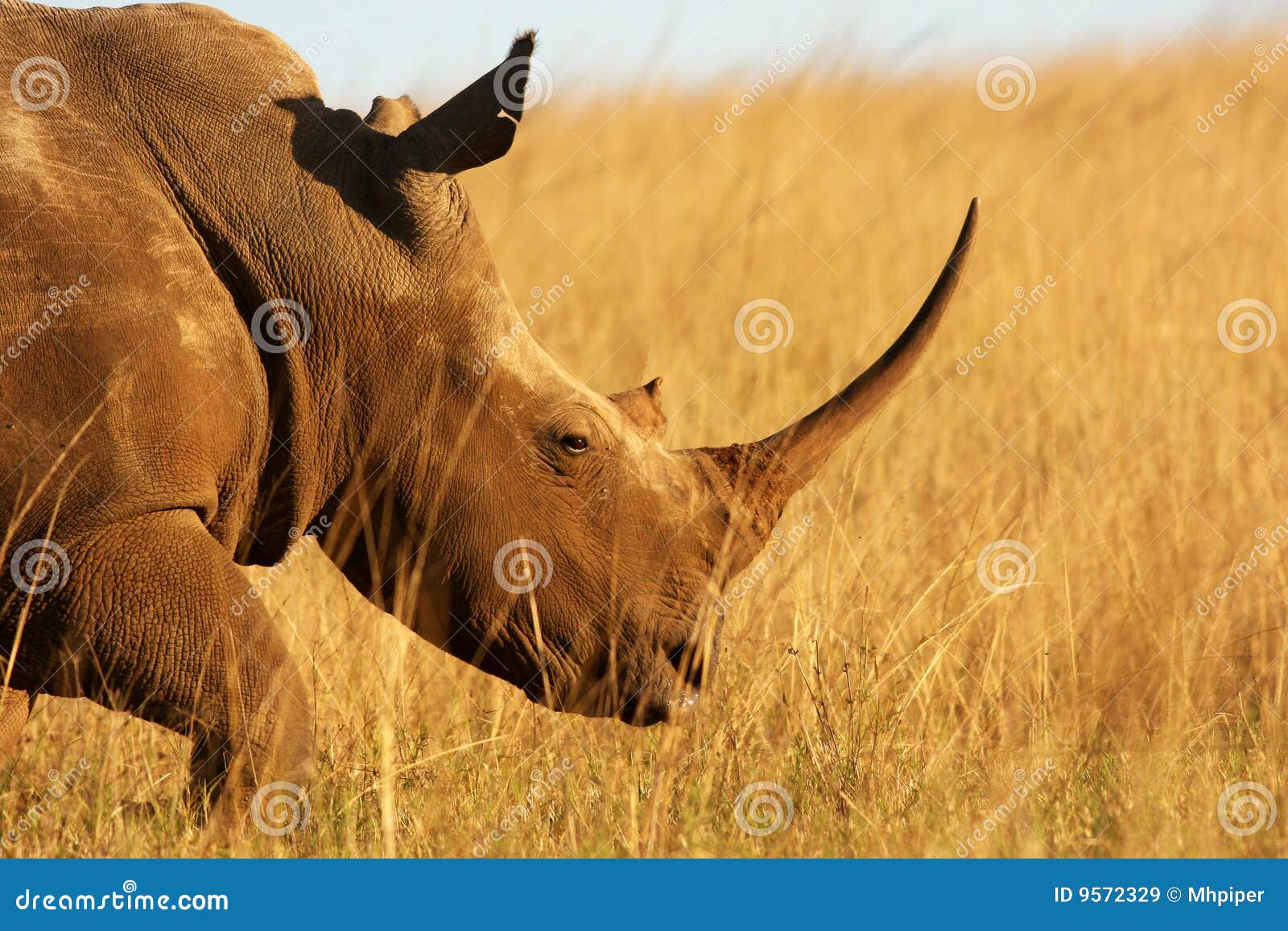 One Horn Rhino In Nepal. Spotted In The National Park. Royalty-Free ...