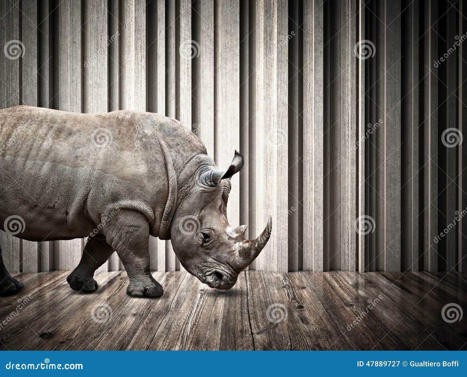 Rhino in the house stock image. Image of mammal, wild - 47889727