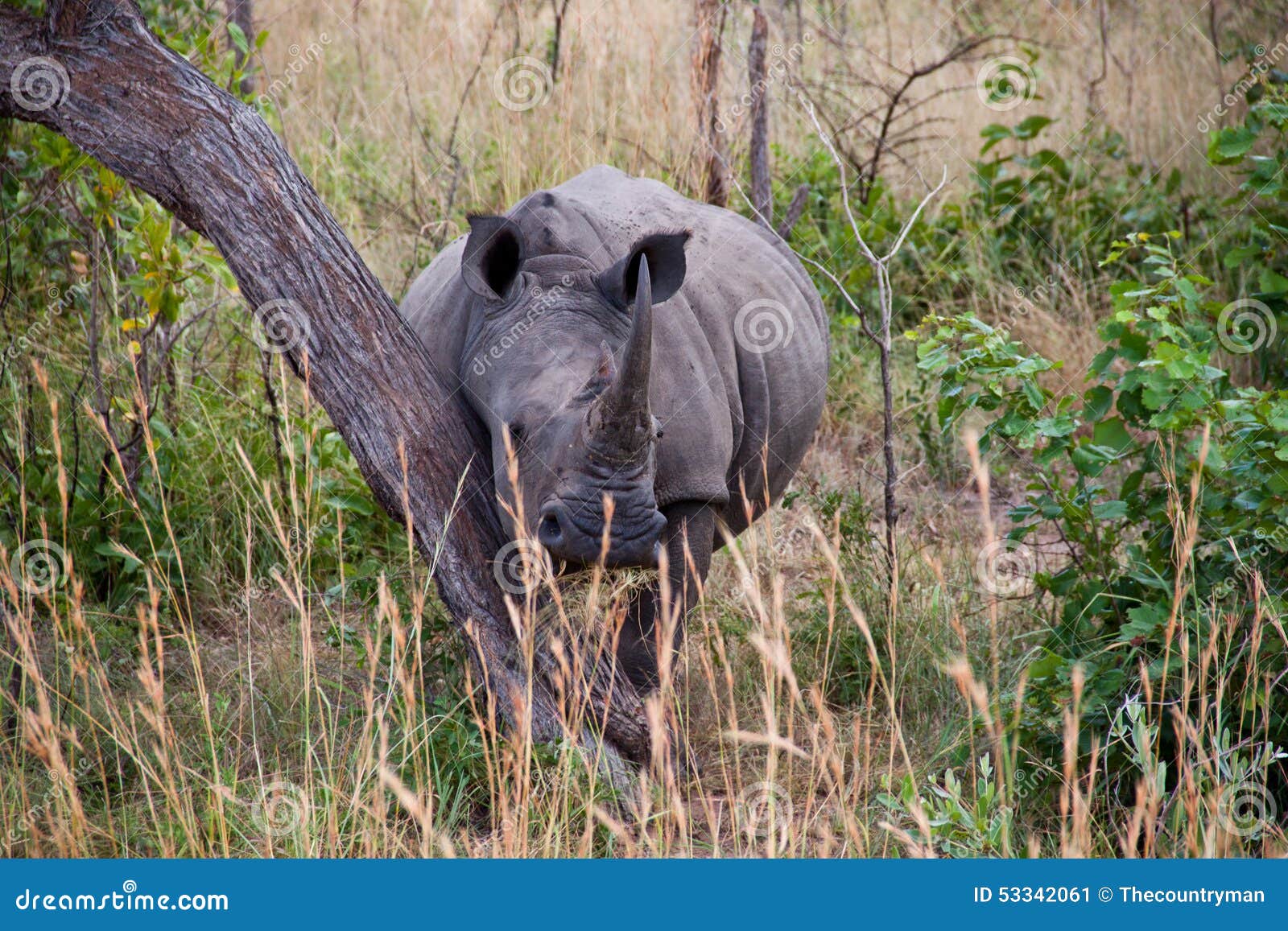 Rhino stock image. Image of wild, conservation, safari - 53342061