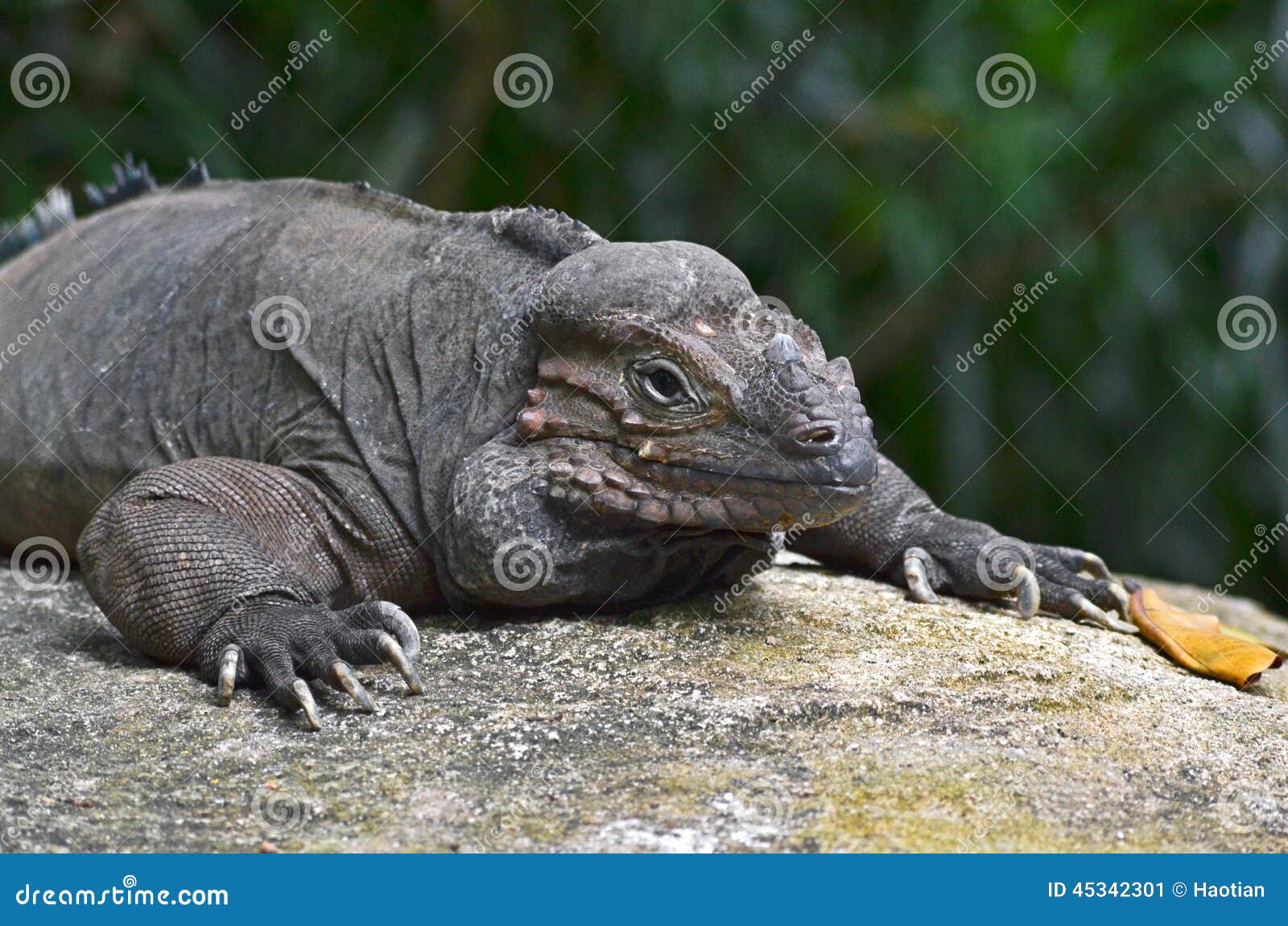 Rhino Iguana stock image. Image of species, bulbous, hiss - 45342301