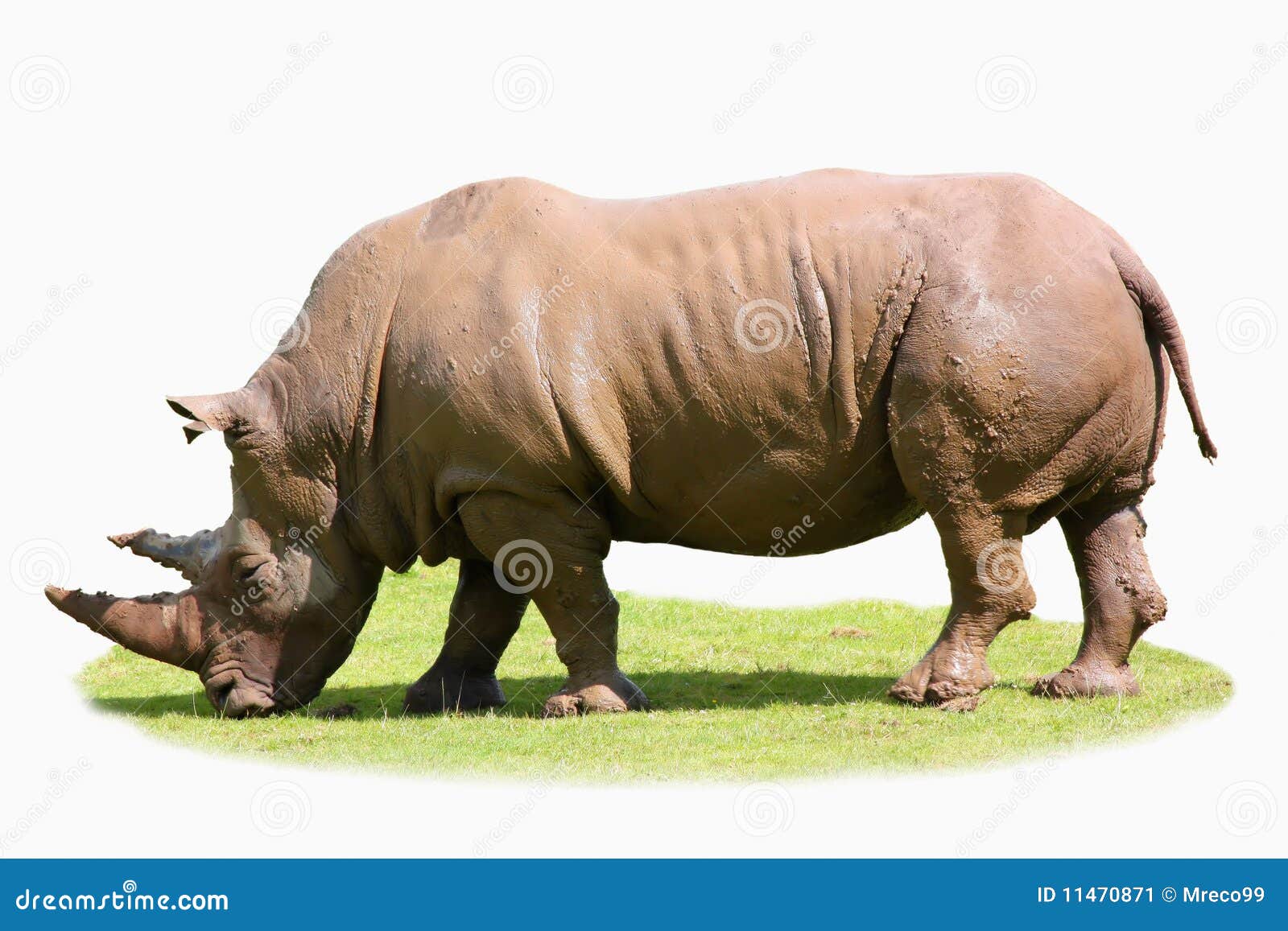Rhino Isolated on a Patch of Grass Stock Image - Image of animal, grass ...