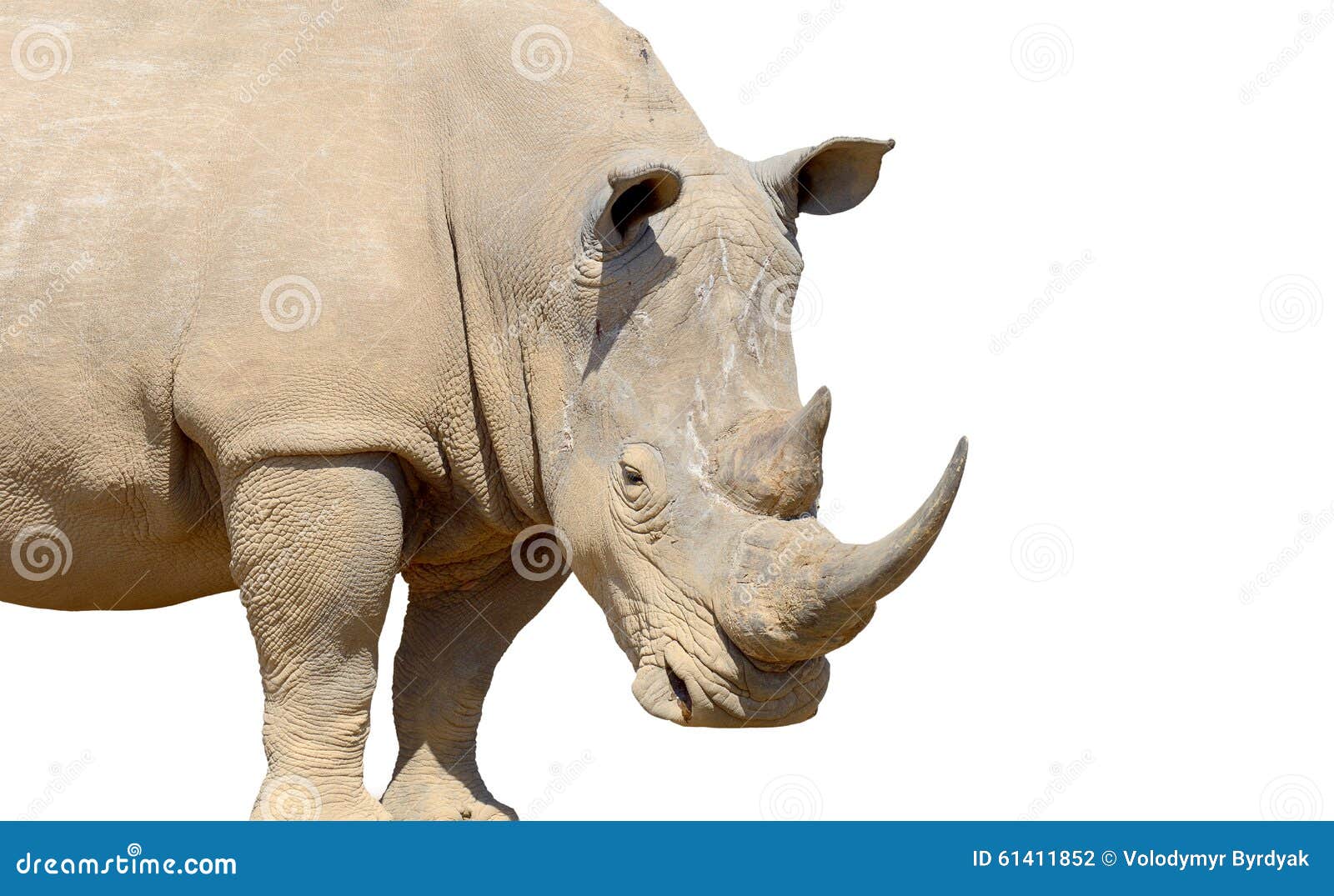 Rhino Isolated on White Background Stock Photo - Image of endangered ...