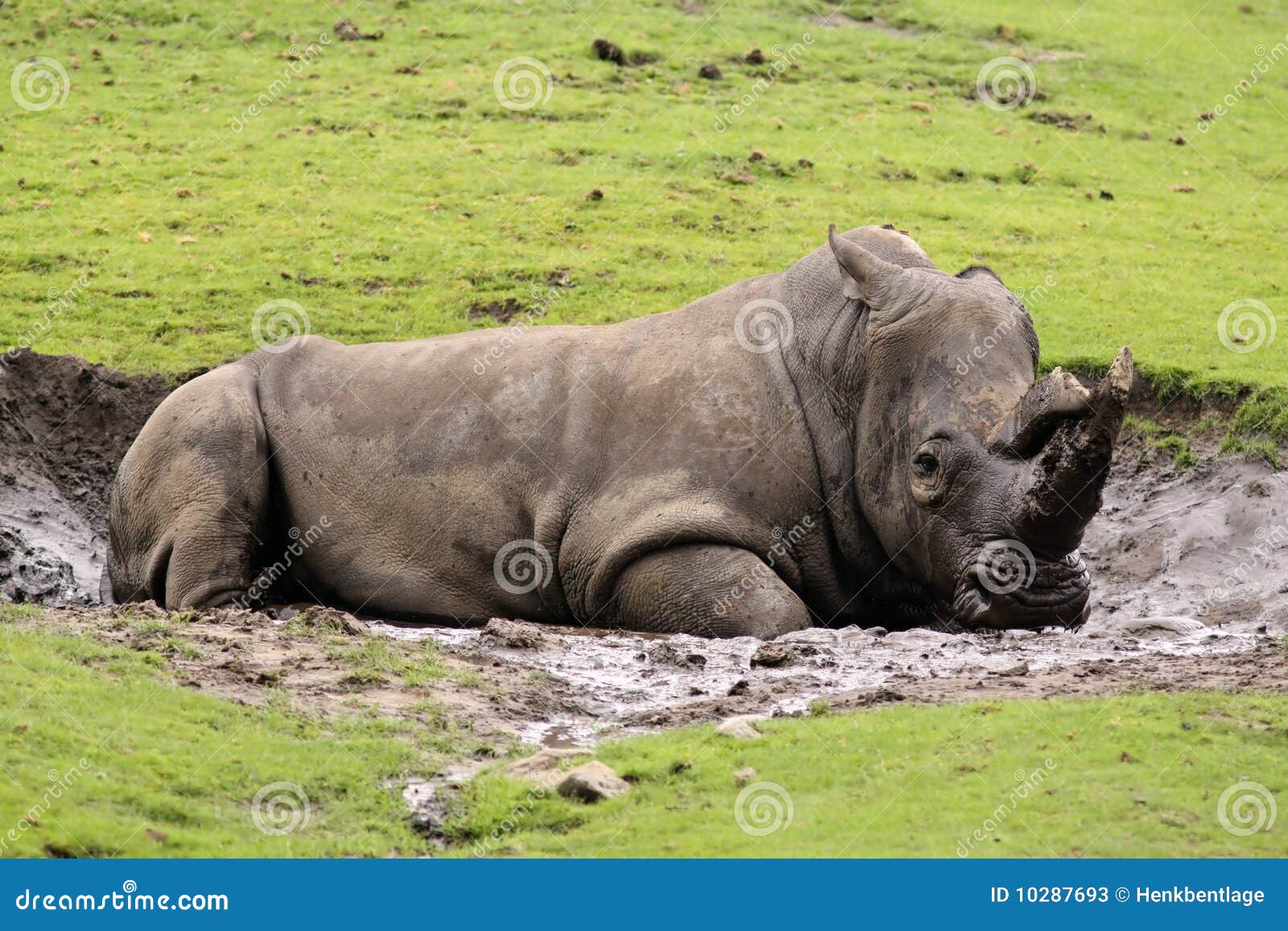 Rhino laying in the mud stock image. Image of mammal - 10287693