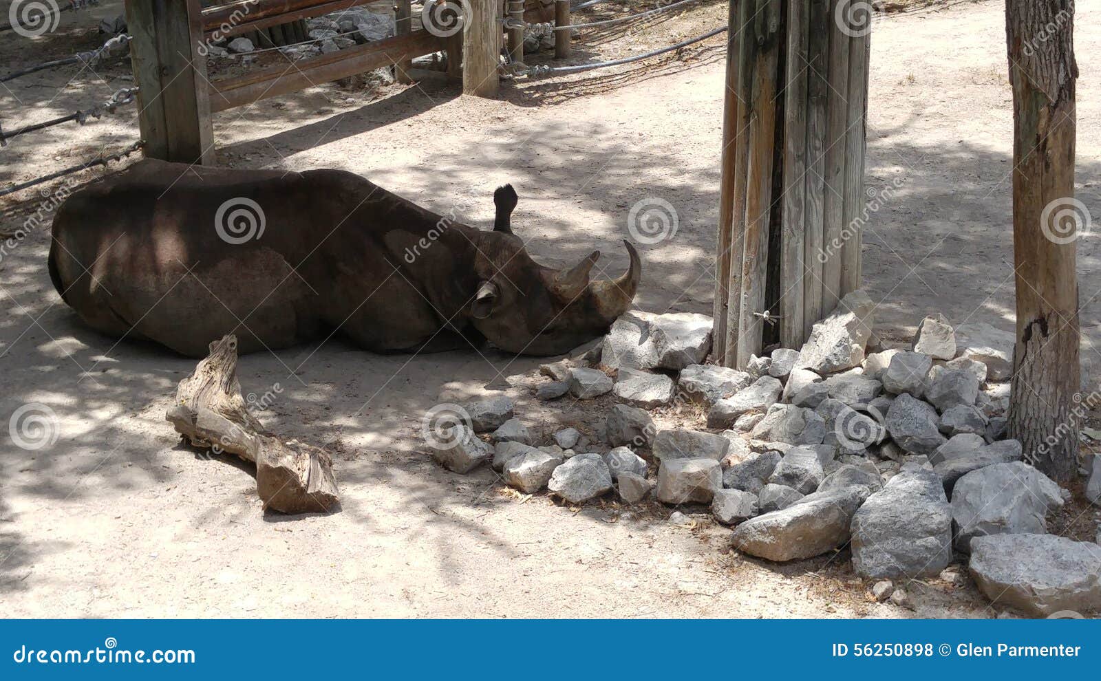 Rhino Laying in the Sun stock photo. Image of relaxing - 56250898