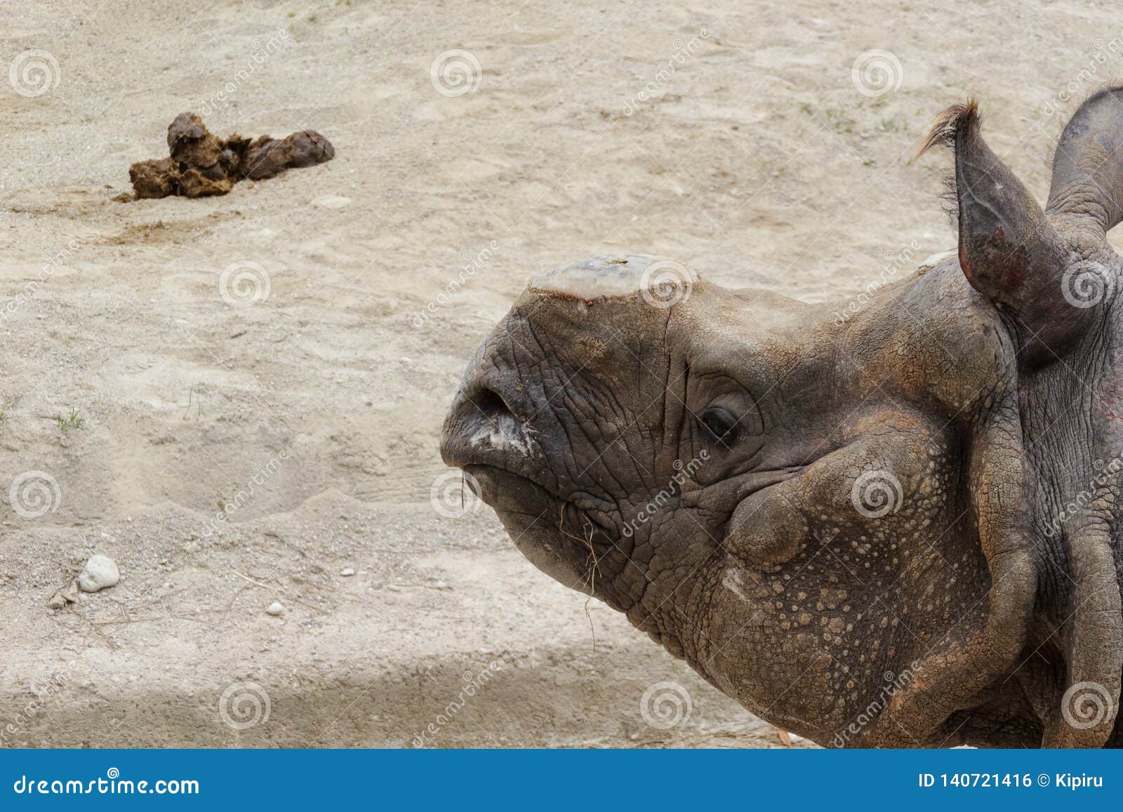 Rhino and excrement stock photo. Image of hard, grass - 140721416