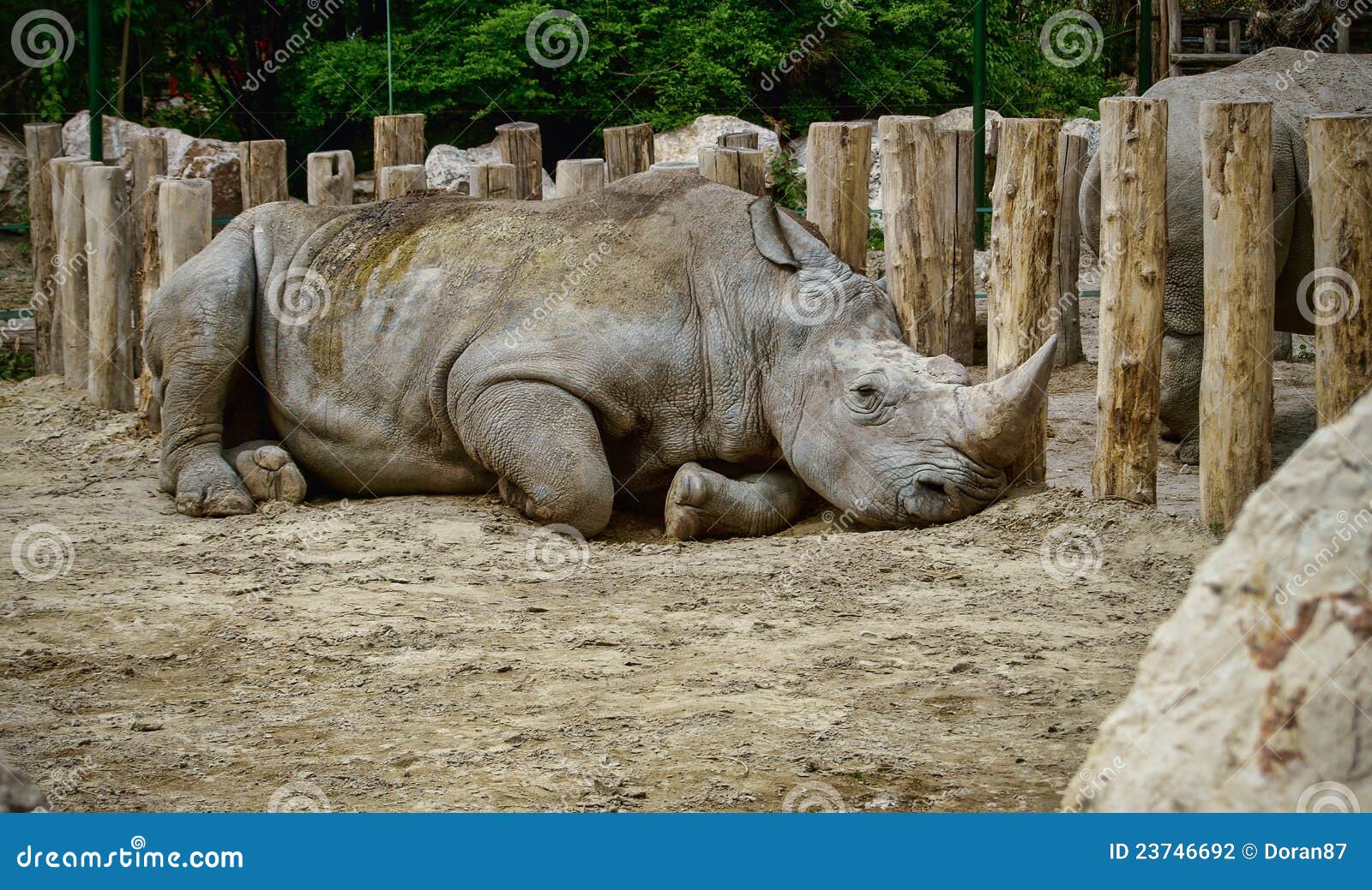 Rhino lying on the ground stock photo. Image of outdoor - 23746692