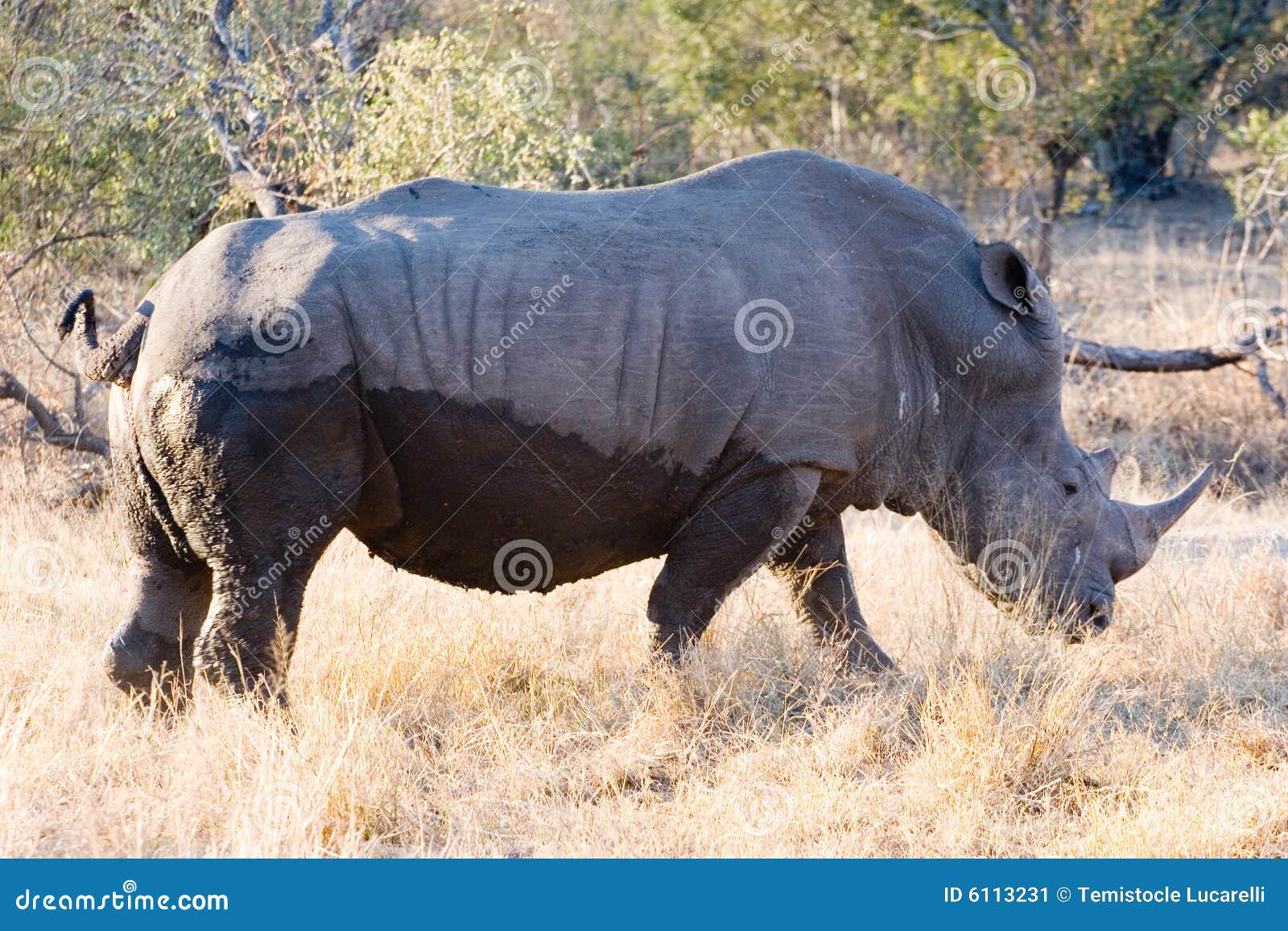 Rhino male stock image. Image of wildlife, kruger, africa - 6113231