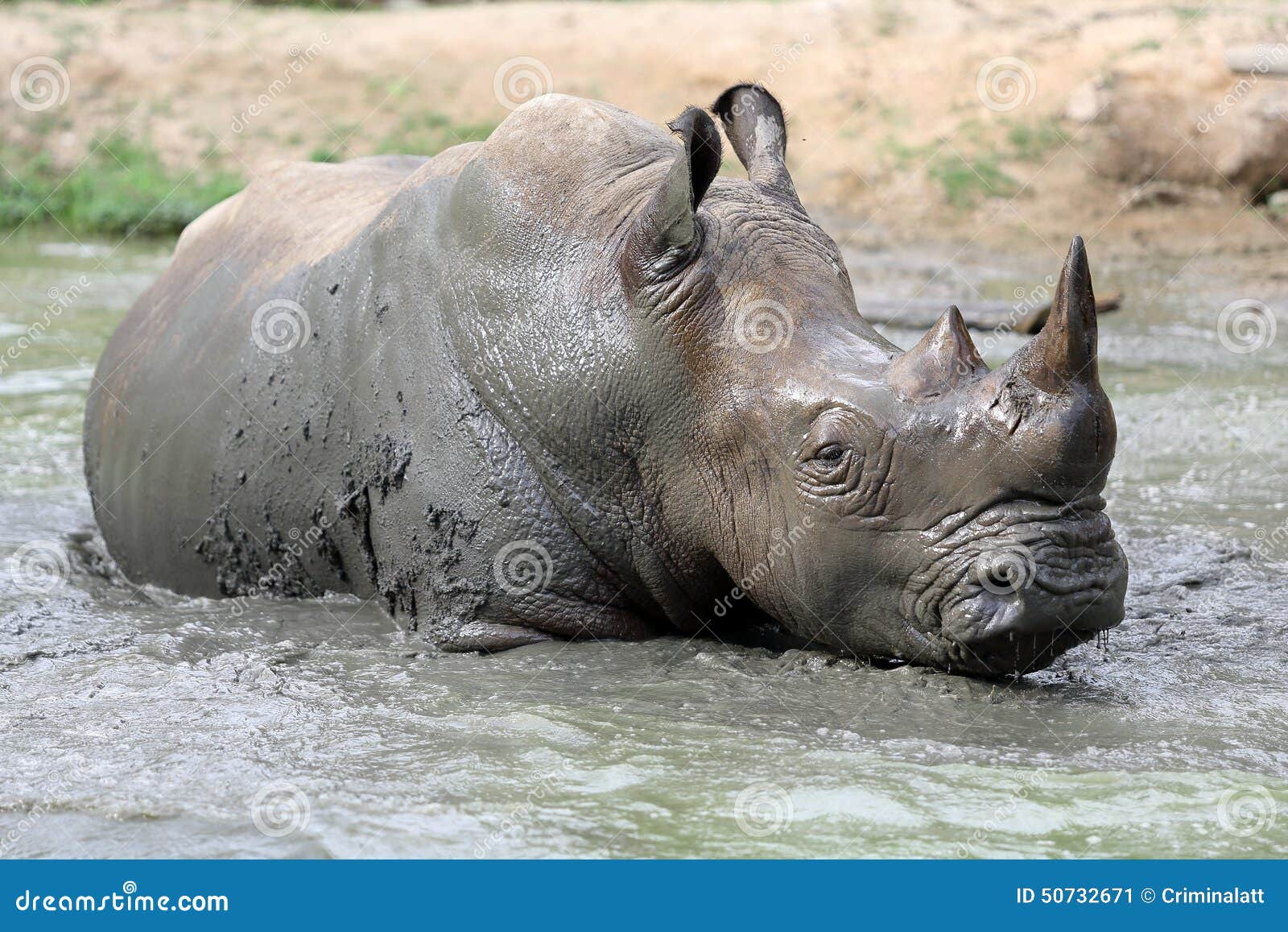 Rhino in the muddy water stock image. Image of rhinoceros - 50732671