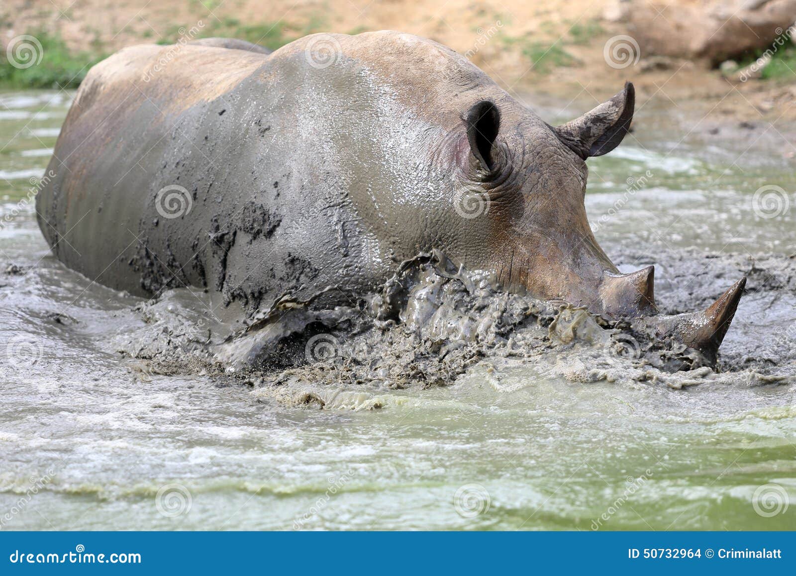 Rhino in the muddy water stock photo. Image of horned - 50732964