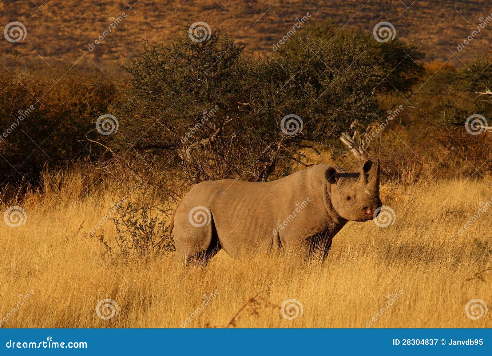Rhino in namibia stock image. Image of safari, endangered - 28304837
