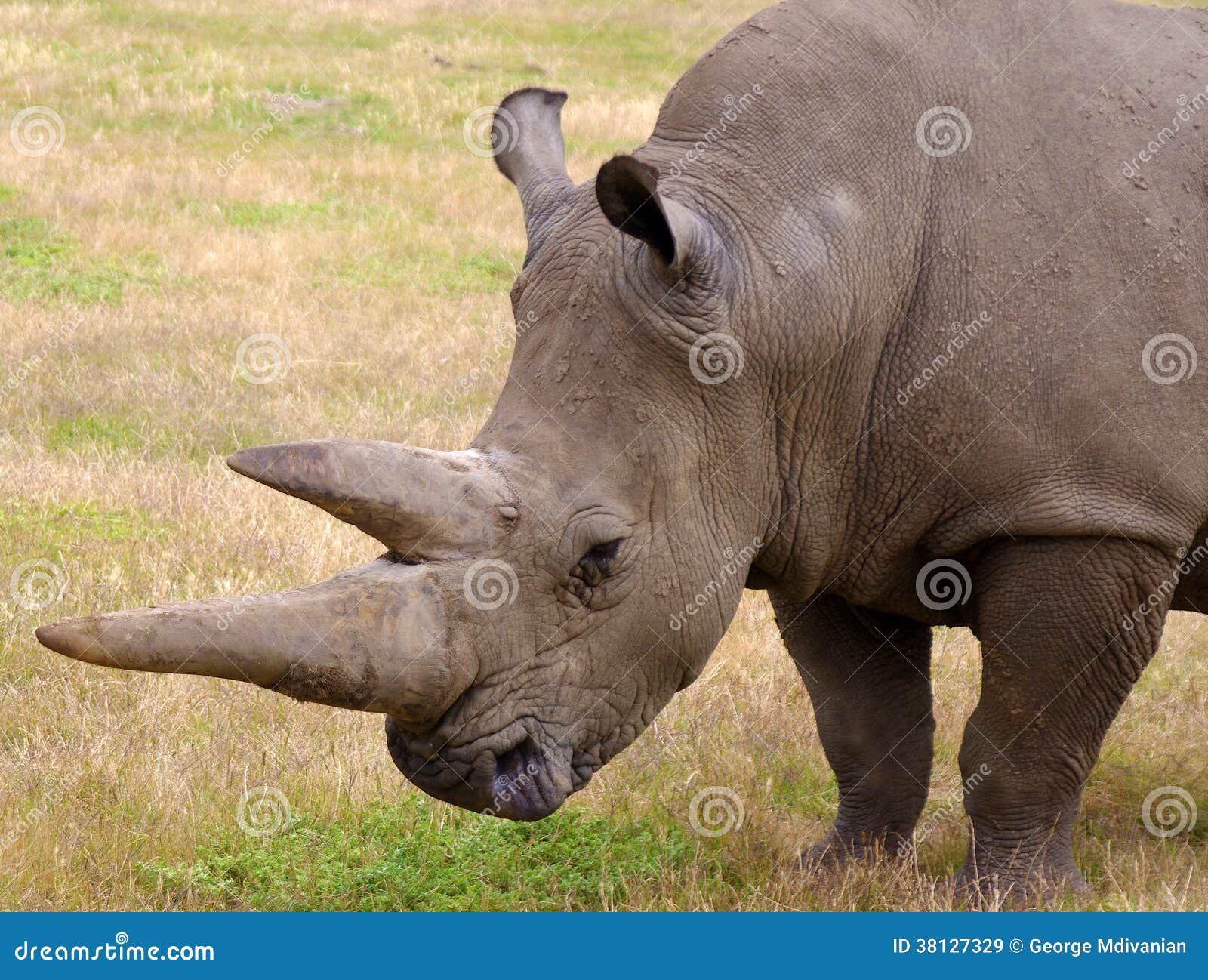 Rhino in nature stock image. Image of safari, travel - 38127329