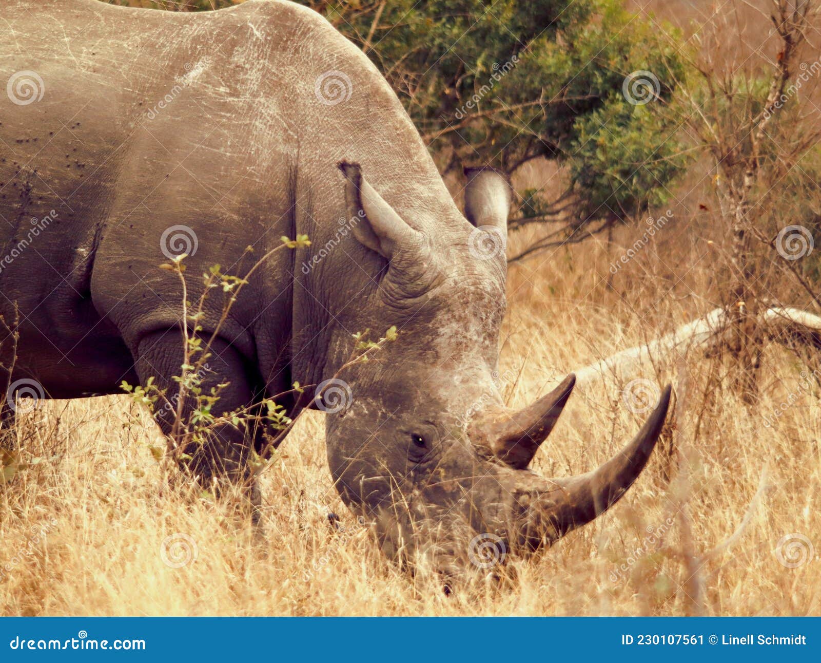 Rhino in Nature Eating Dry Grass Stock Image - Image of nature, eating ...
