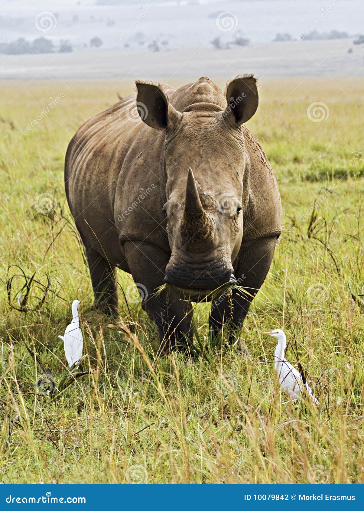 Rhino Portrait stock photo. Image of beast, rhino, dangerous - 10079842