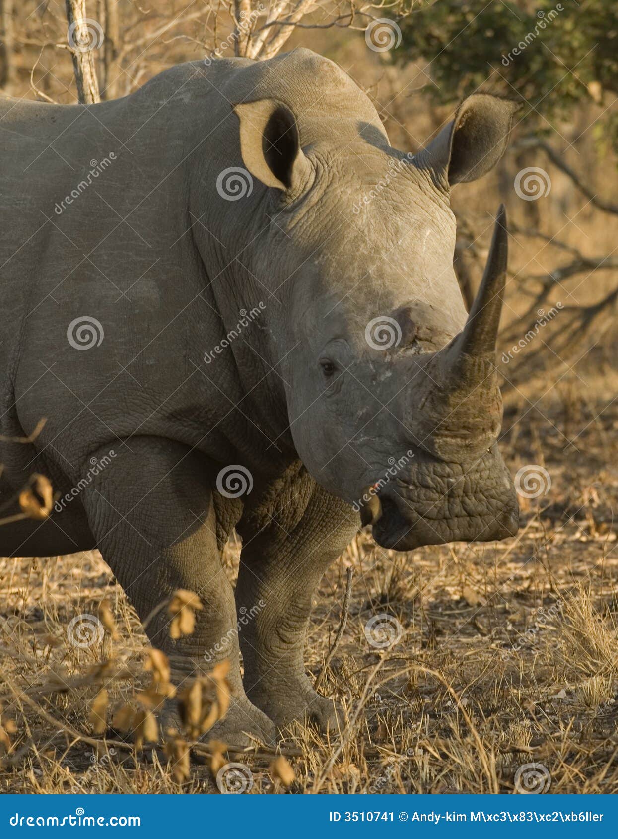 Rhino portrait stock image. Image of reserve, bushes, sole - 3510741
