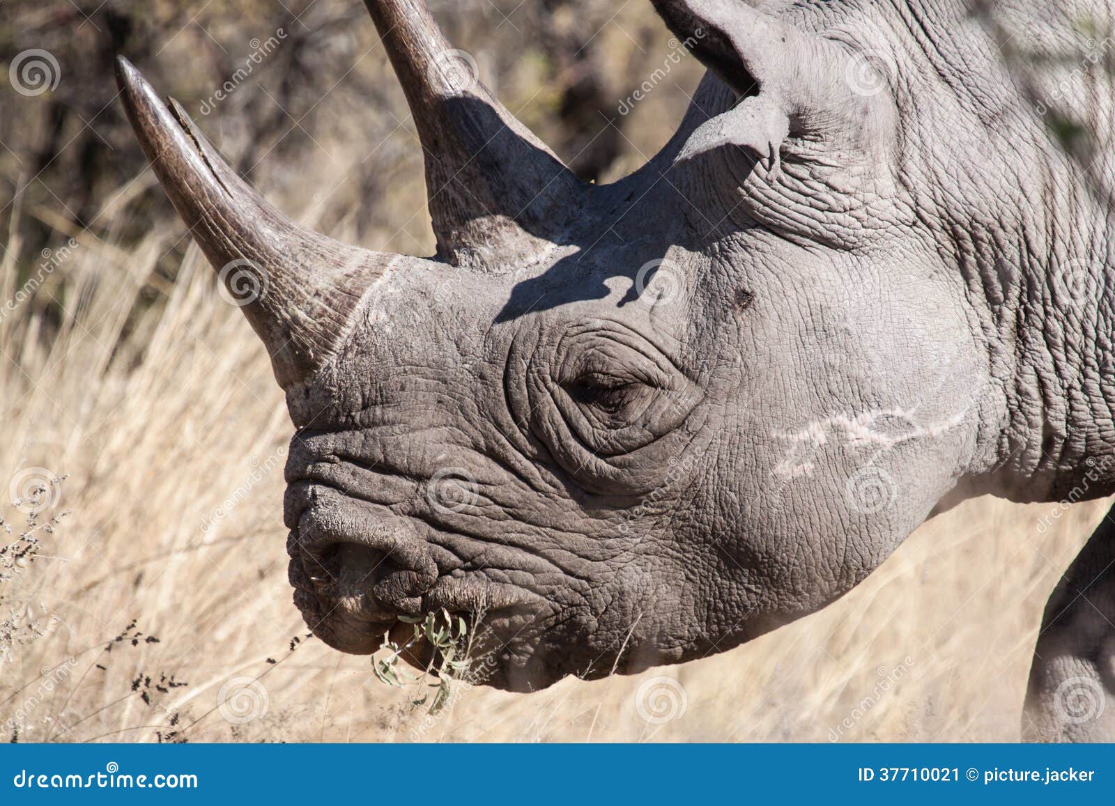 Rhino portrait stock image. Image of herbivore, mouth - 37710021