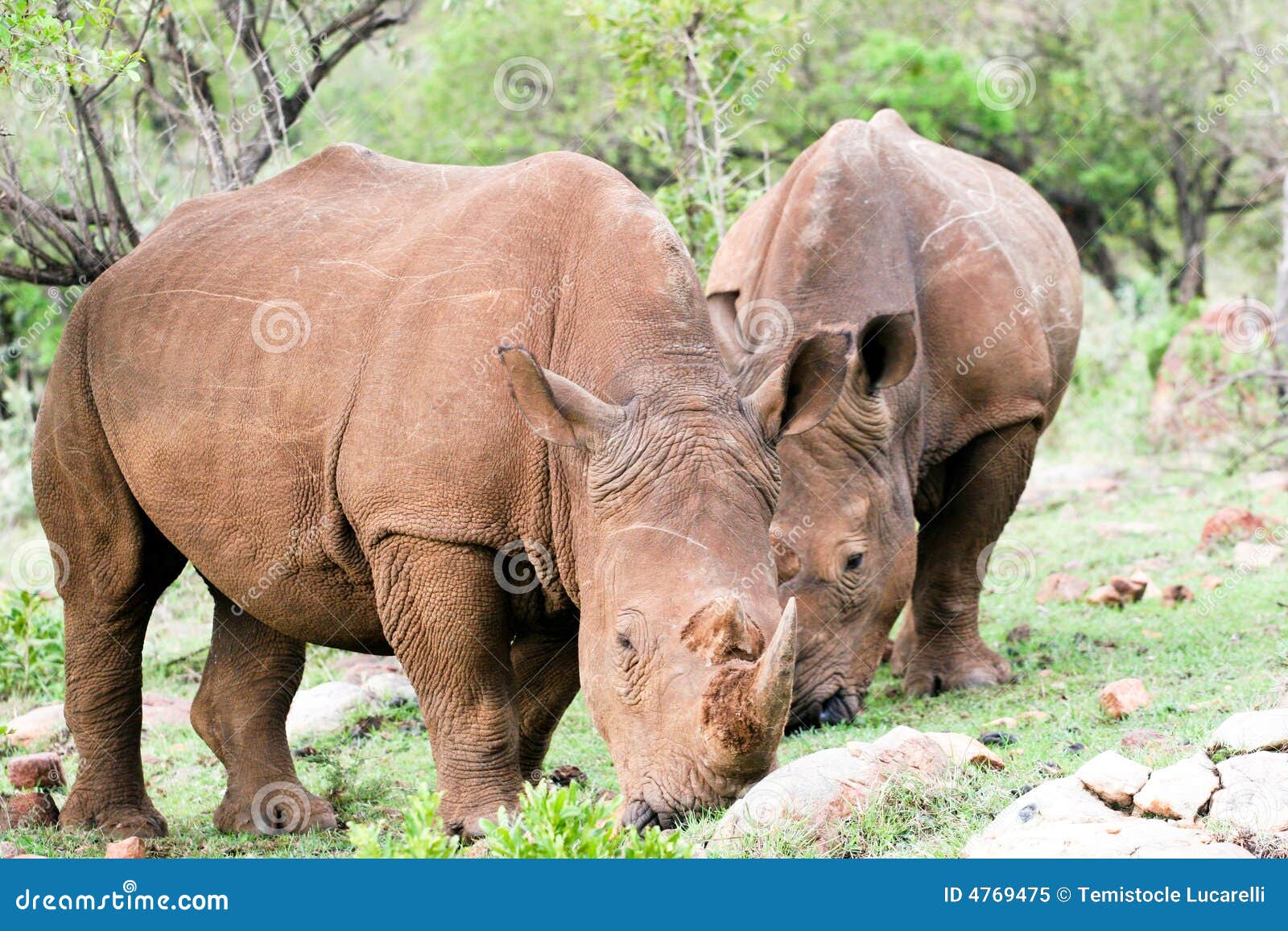 Rhino portrait stock image. Image of vacation, reserve - 4769475