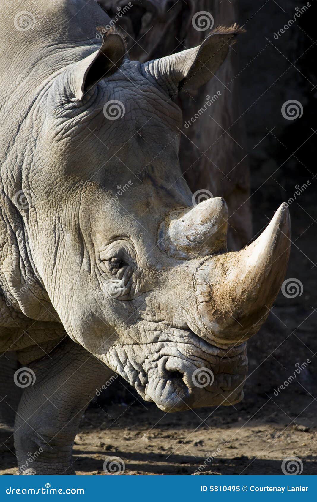 Rhino portrait stock image. Image of power, portrait, intent - 5810495