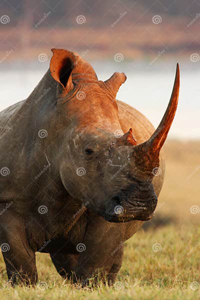 Rhino Pose stock image. Image of africa, safari, endangered - 17845189