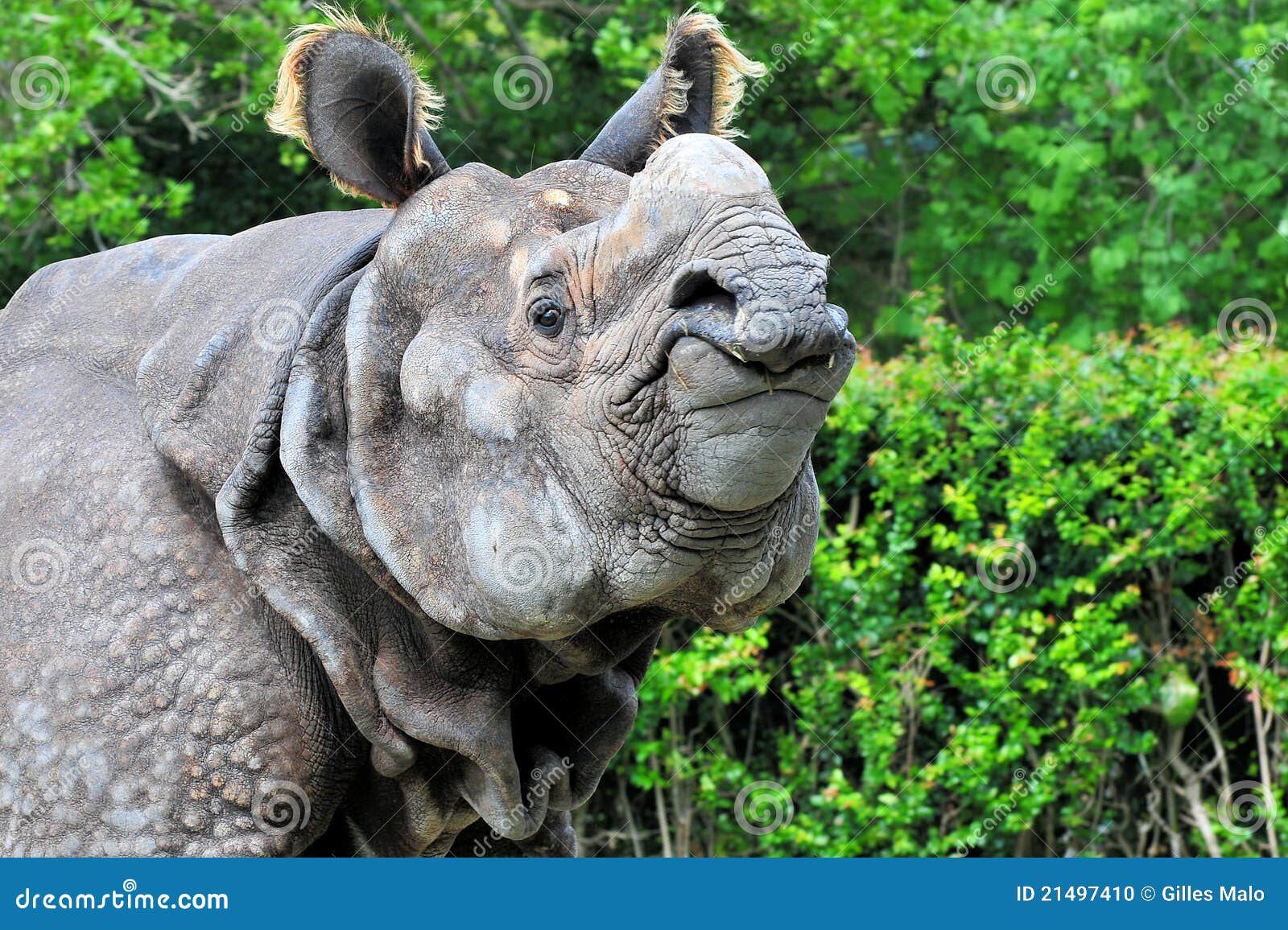 Rhino Posing stock photo. Image of poses, india, indian - 21497410