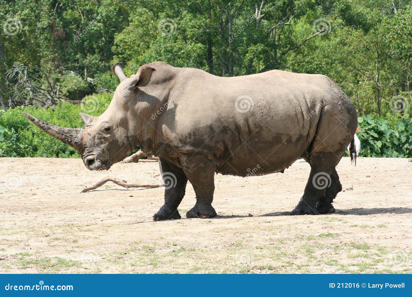 Rhino Profile stock photo. Image of immovable, rhinoceros - 212016