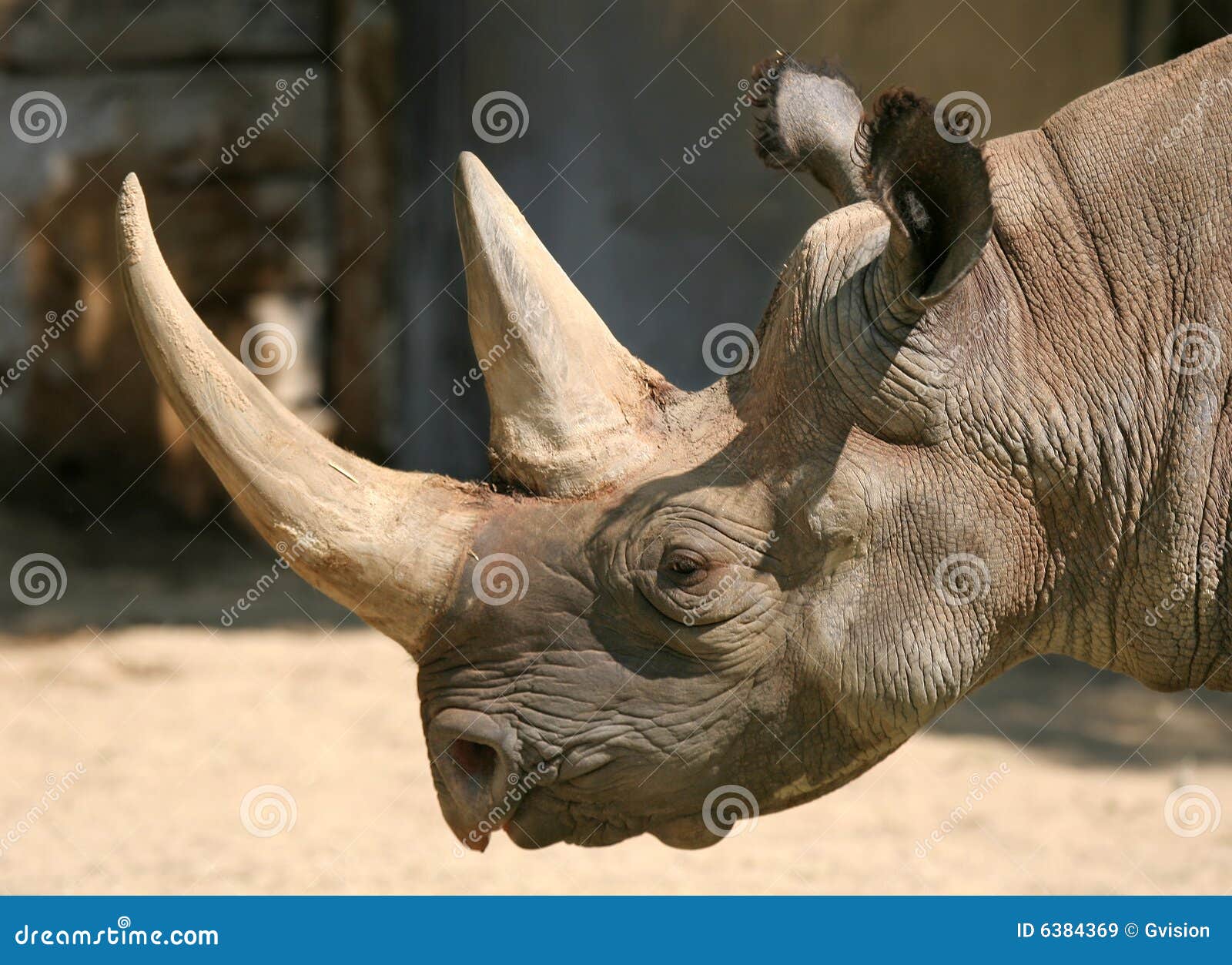Rhino Profile stock image. Image of ancient, profile, rhinoceros - 6384369