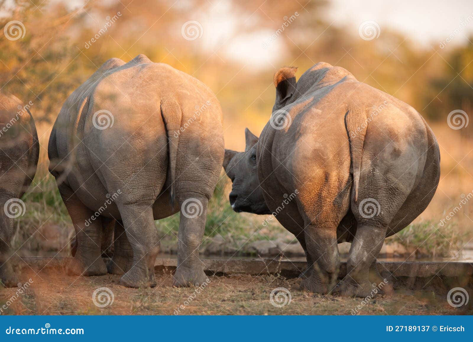 Rhino rear ends stock image. Image of massive, chobenationalpark - 27189137