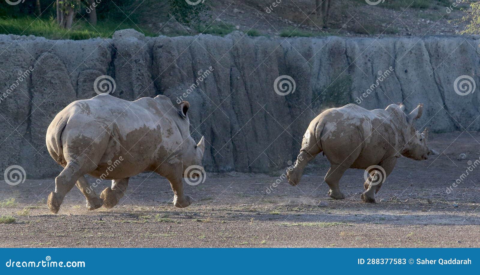 Rhino stock image. Image of adventure, herd, grazing - 288377583