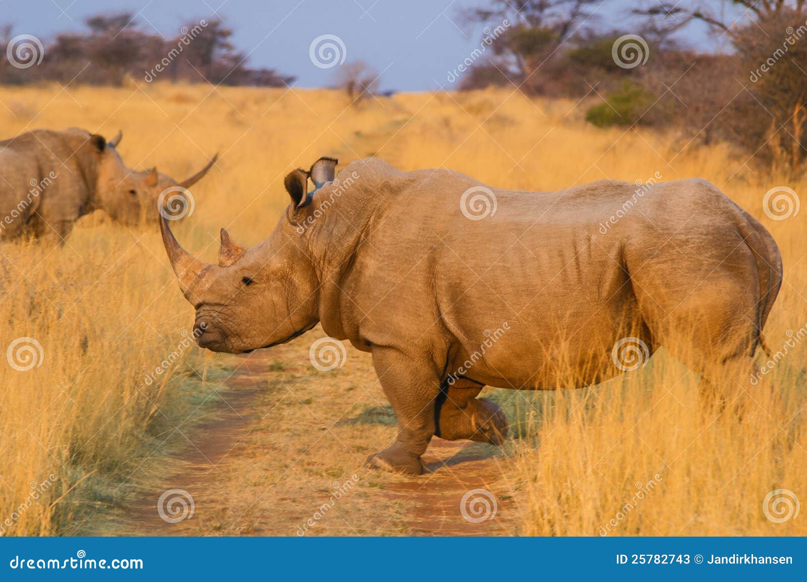 Rhino (Rhinocerotidae) at Sunset Stock Image - Image of wildlife ...