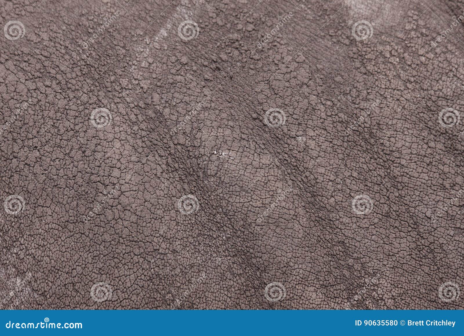 Animal Hide Texture