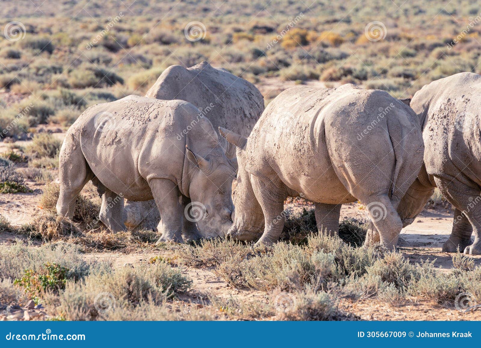 Rhino rugby match stock image. Image of nature, drive - 305667009