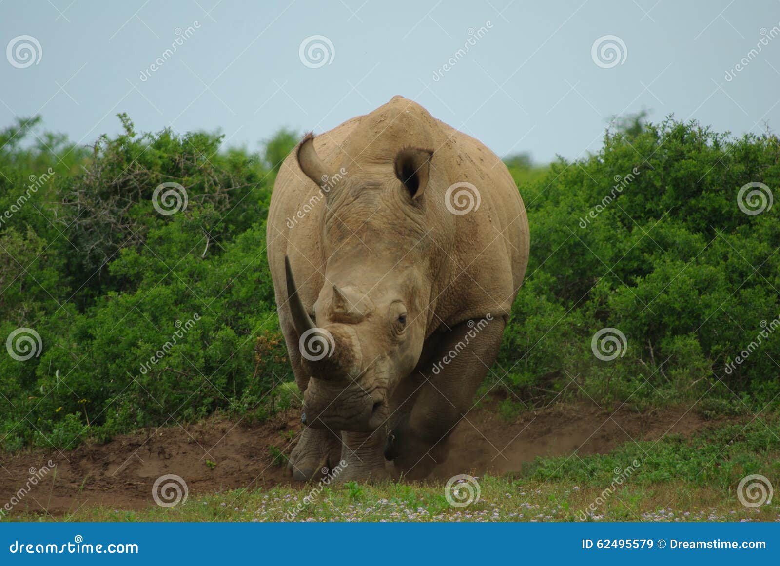 Rhino stock image. Image of wild, runs, nature, running - 62495579