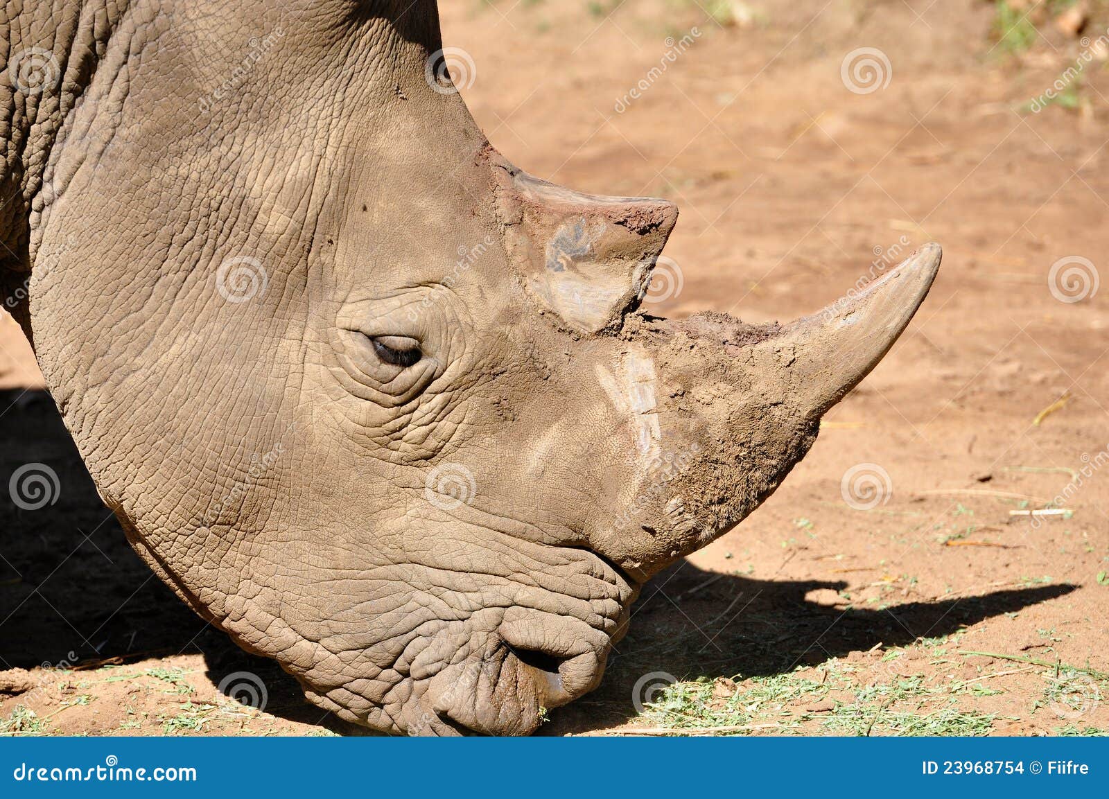 Rhino In The Safari Park Royalty-Free Stock Photo | CartoonDealer.com ...