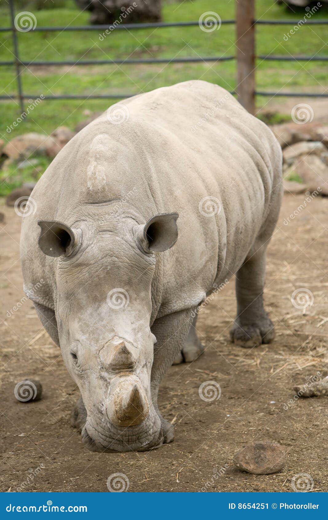 Rhino on a safari stock image. Image of nature, grassland - 8654251