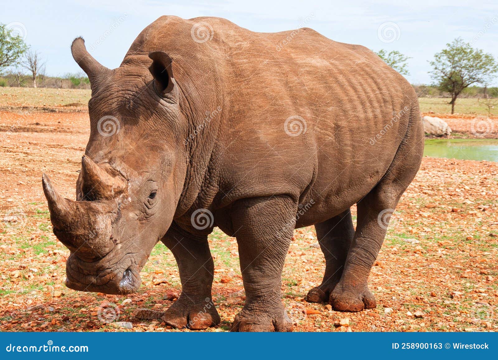 Rhino in the savanna stock image. Image of large, beautiful - 258900163