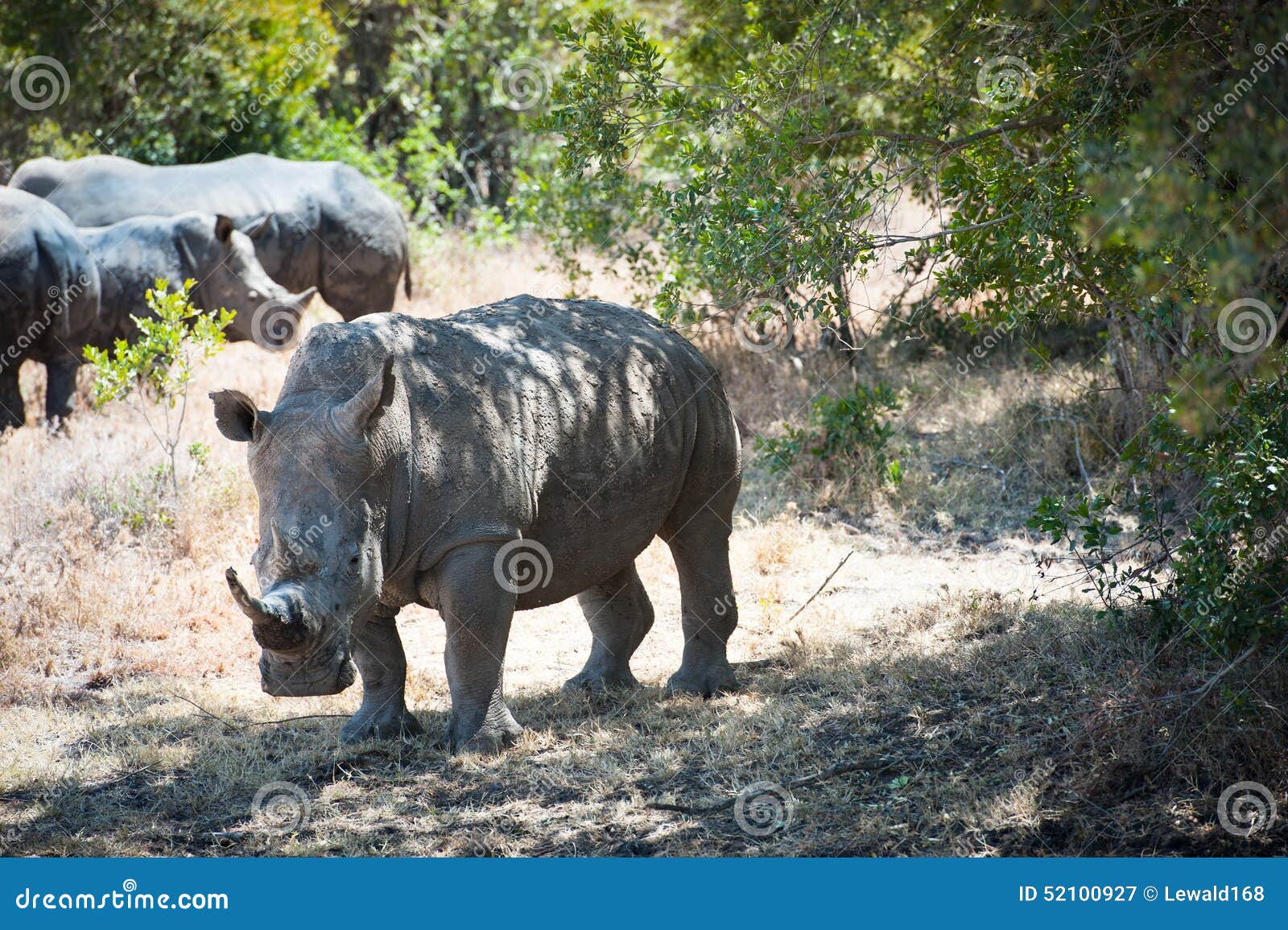 Rhino stock image. Image of holiday, savanna, wilderness - 52100927