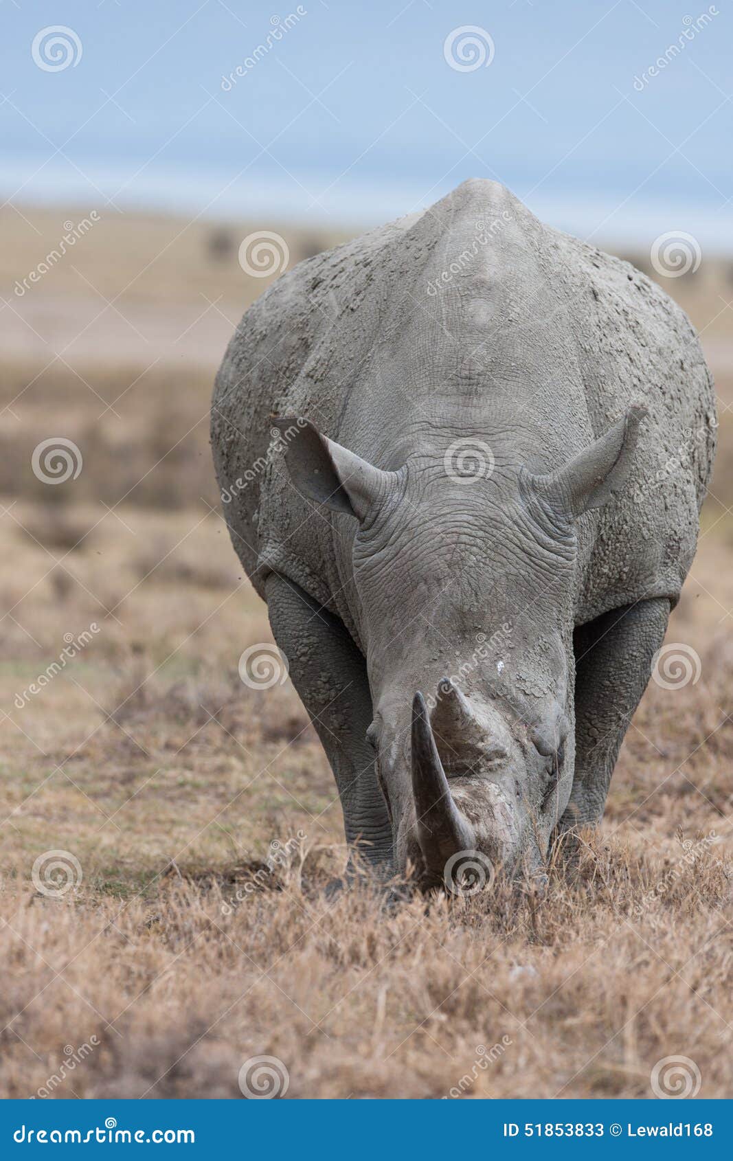 Rhino stock image. Image of safari, africa, mara, rhinoceros - 51853833