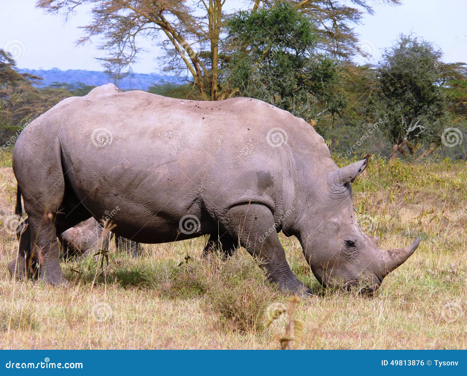 Rhino Scene from Kenya stock photo. Image of beach, life - 49813876