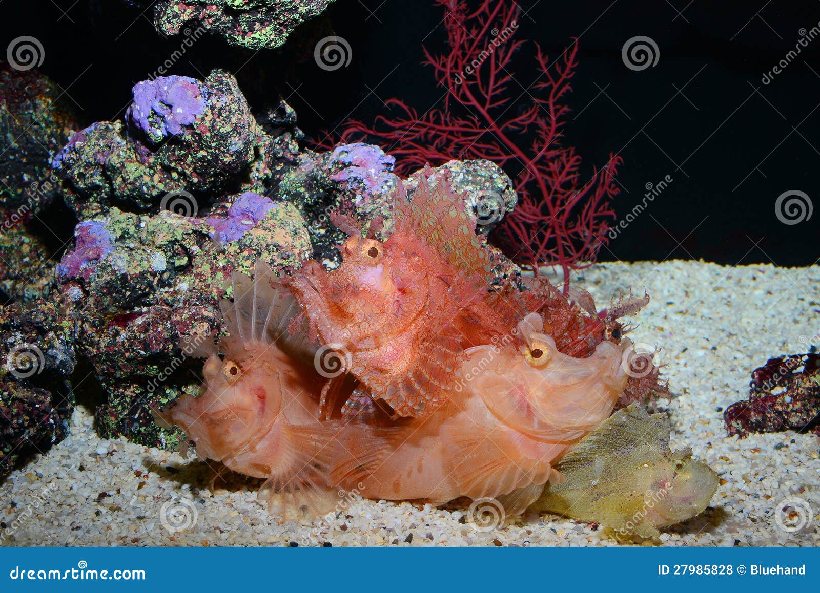 Rhino Scorpionfish, Reef Fish, Marine Fish Stock Photo - Image of ocean ...