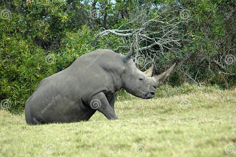 Rhino sitting stock photo. Image of african, wildlife - 2880300