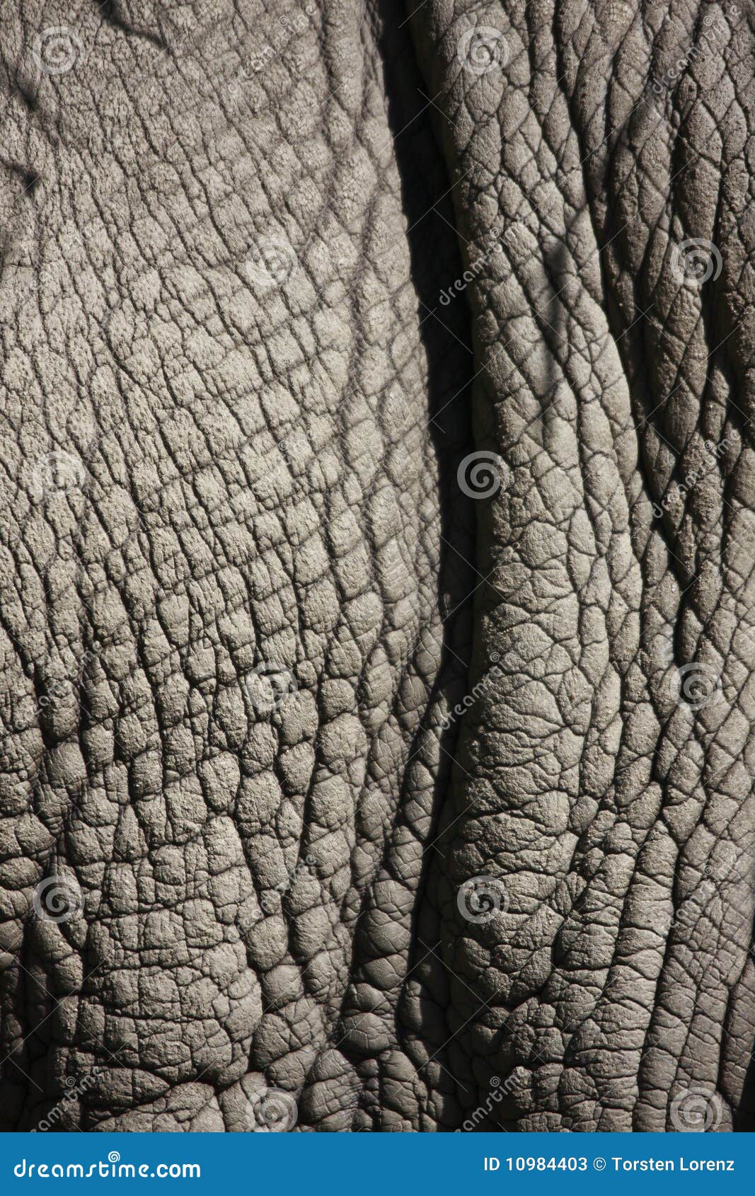 Rhino Skin Stock Photos - Image: 10984403