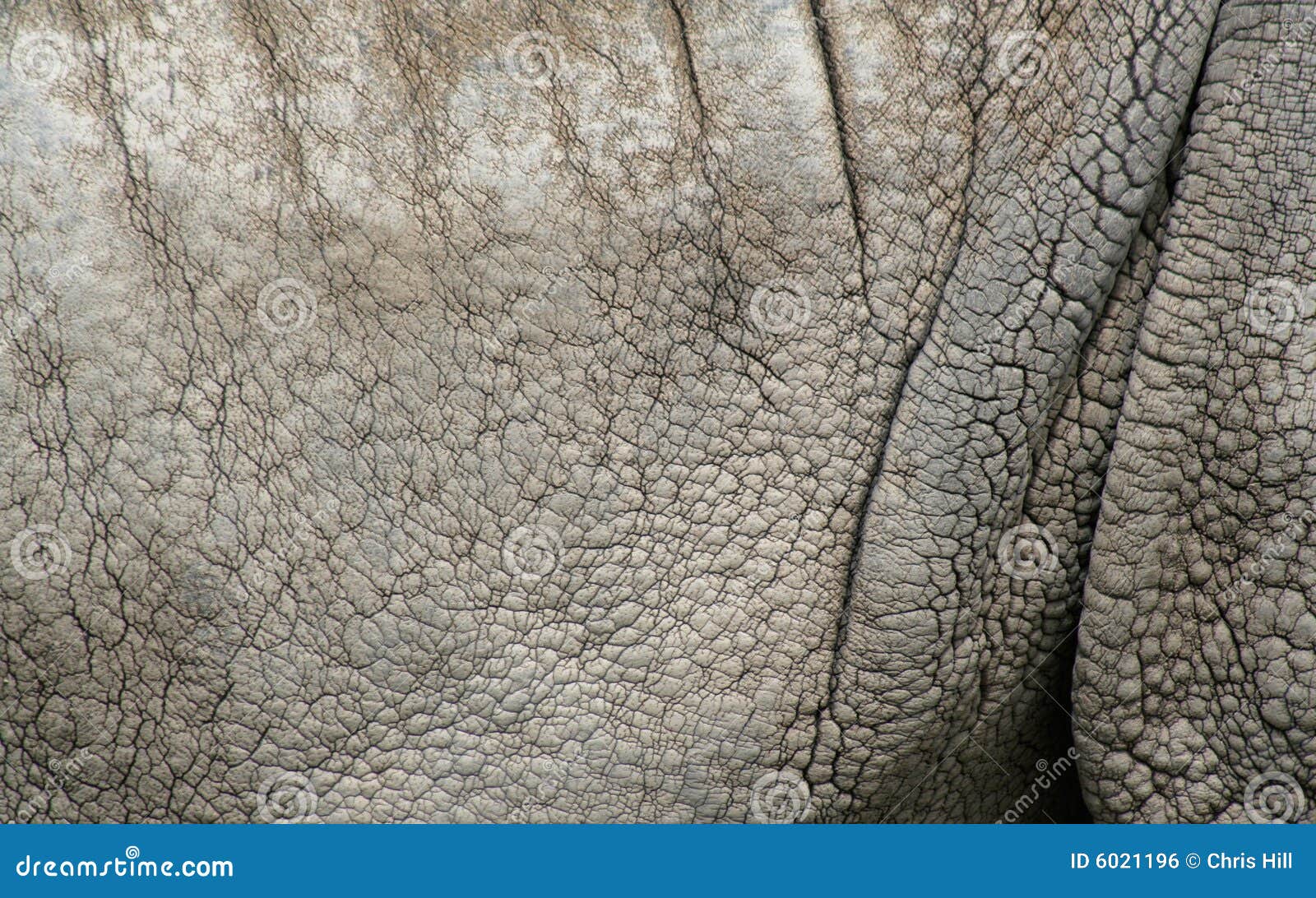 Rhino Skin Royalty Free Stock Image - Image: 6021196