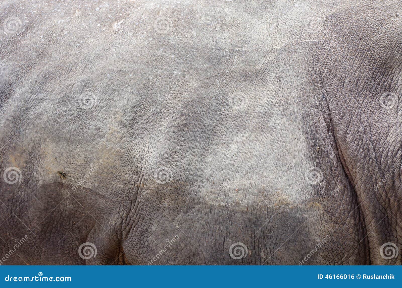 Rhino skin stock photo. Image of detail, animals, decorative - 46166016