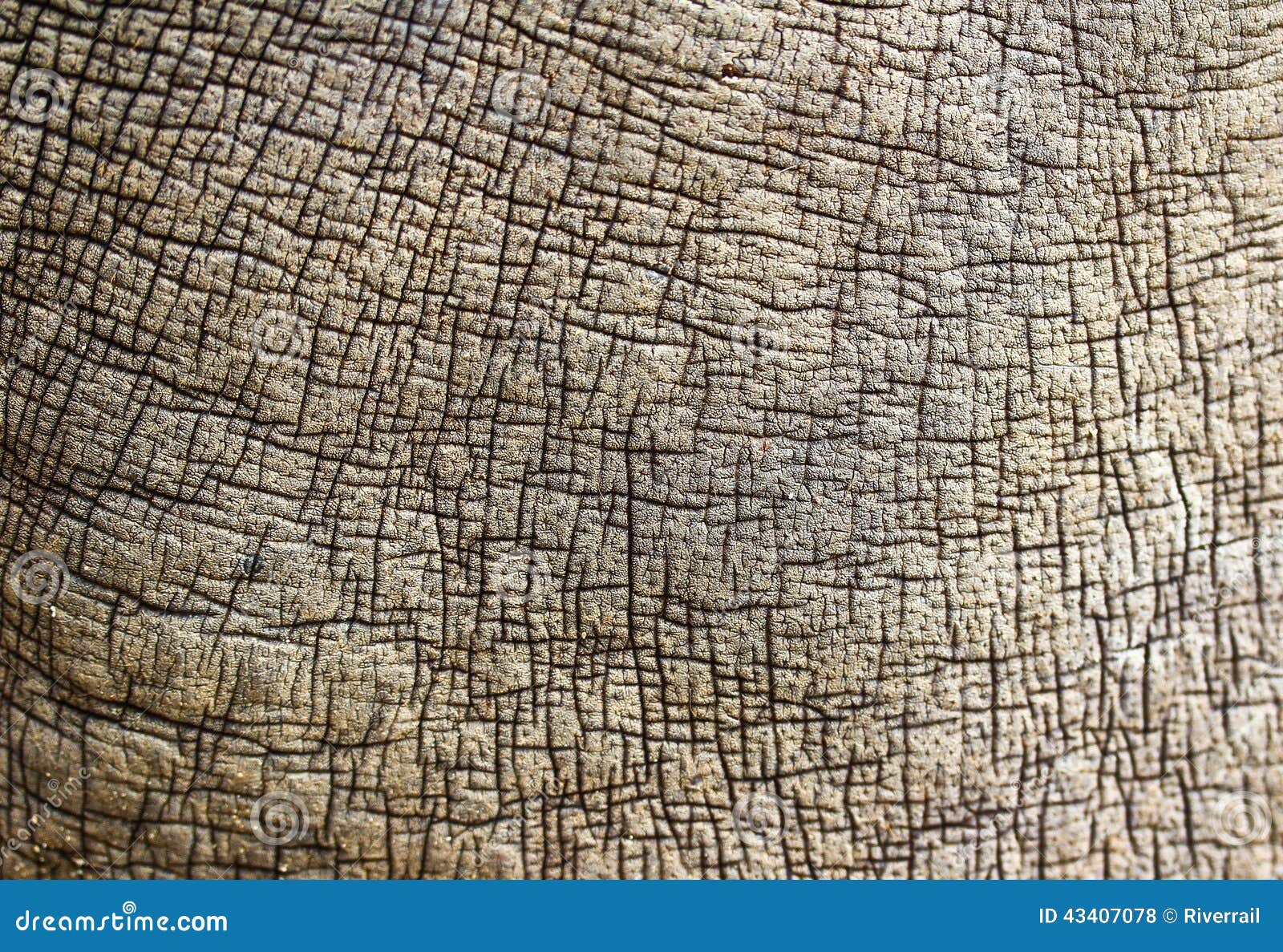 Rhino skin stock photo. Image of extreme, outdoors, beast - 43407078