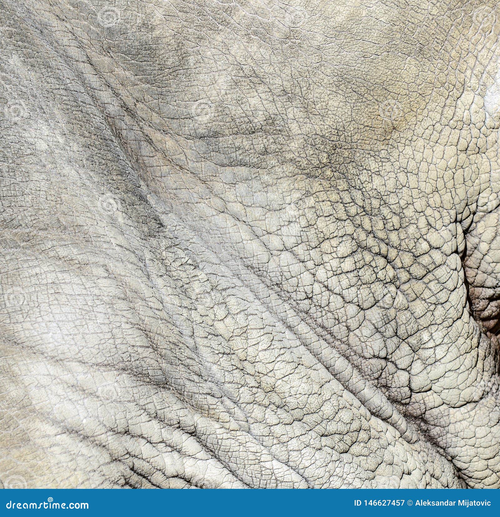Rhino skin texture stock image. Image of beast, background - 146627457