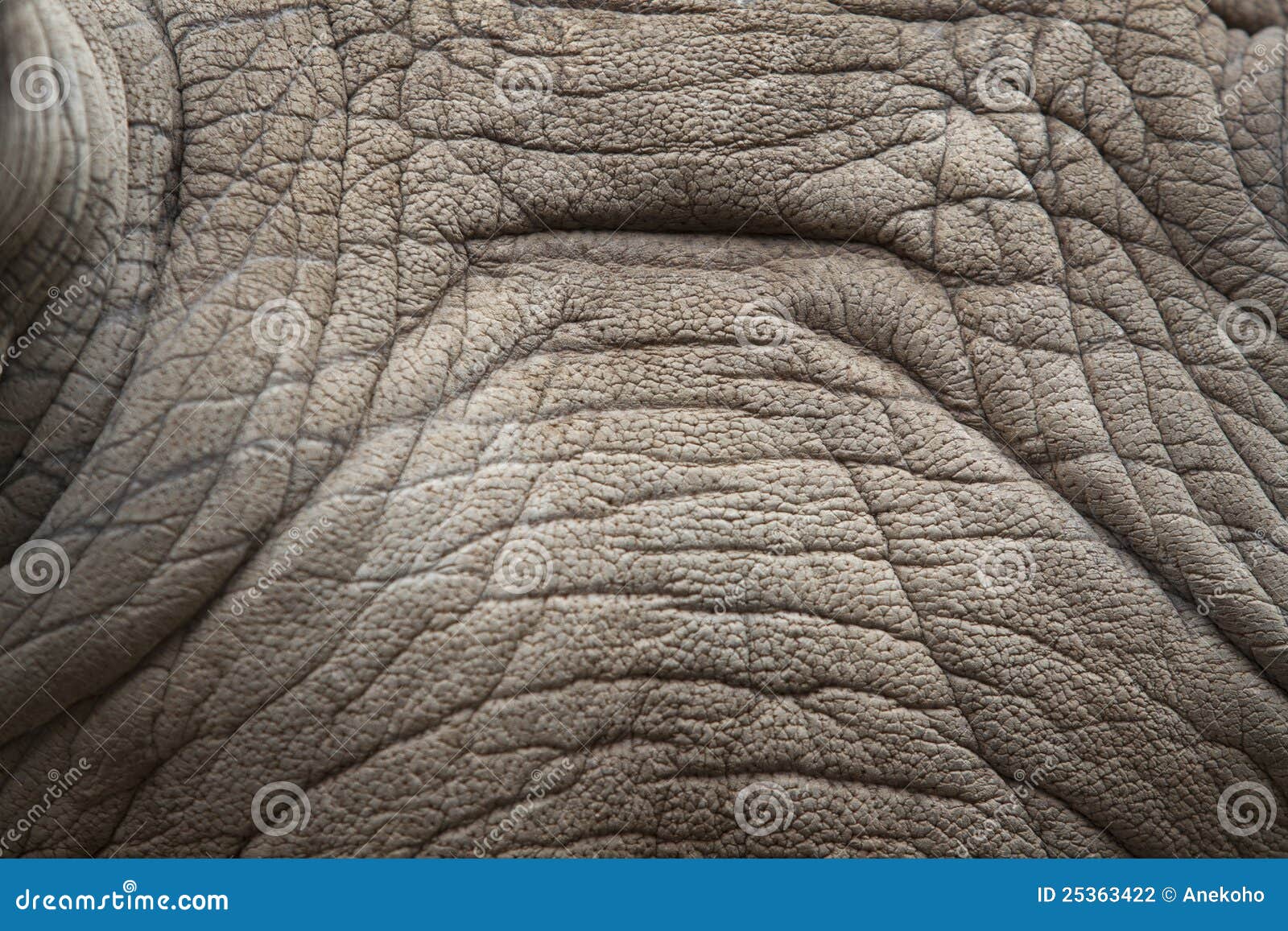 Rhino skin texture. stock photo. Image of conservation - 25363422