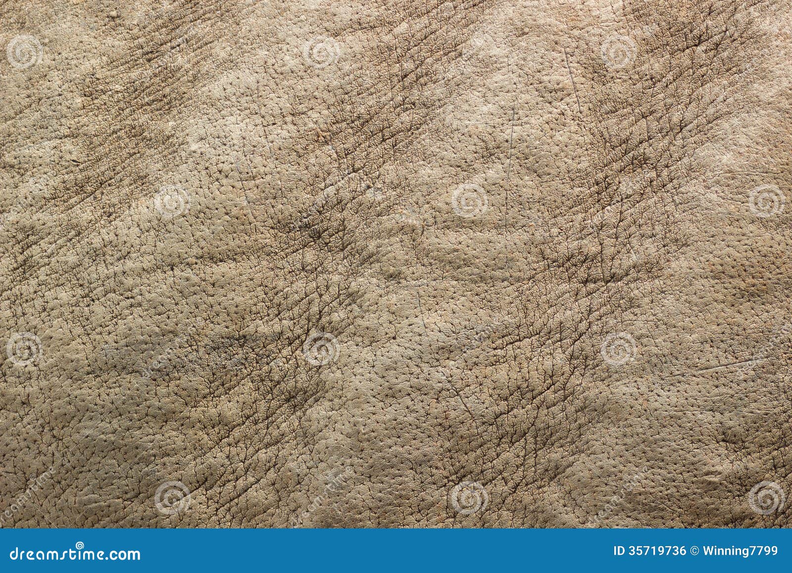 Rhino skin texture stock photo. Image of animal, nature - 35719736