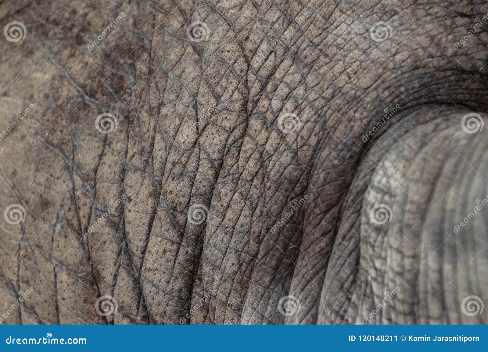 Rhino skin. stock image. Image of rough, background - 120140211